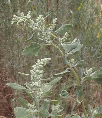 Wild Edibles: How to Use Lambsquarter From Root to Seed – Mother Earth News